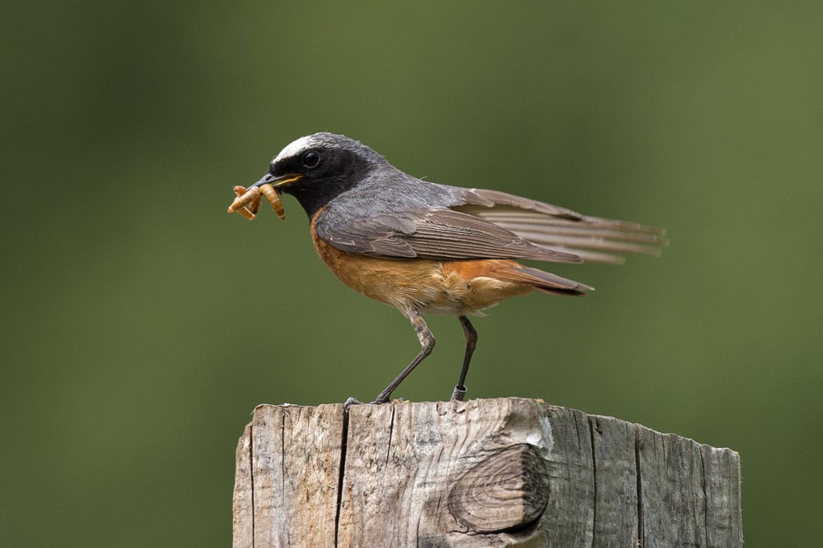 Hankley Common - Surrey Bird Club