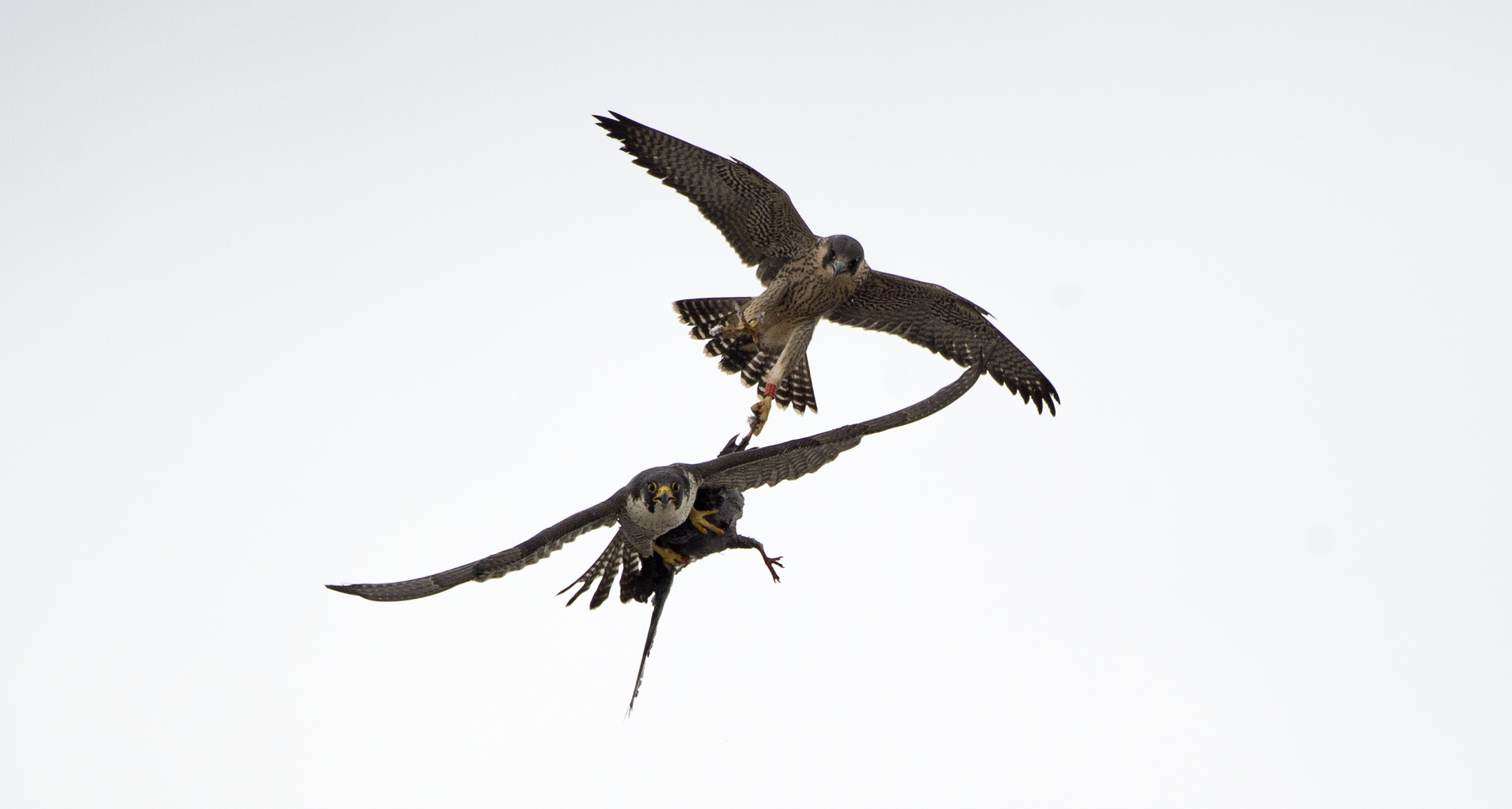 Woking Peregrines 2025 - Surrey Bird Club