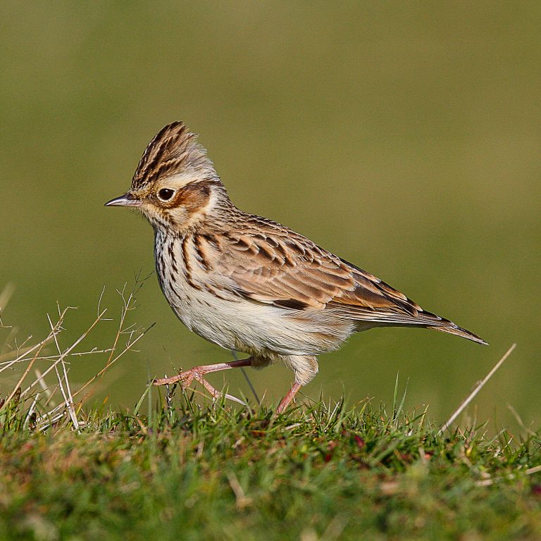 News Archives - Surrey Bird Club