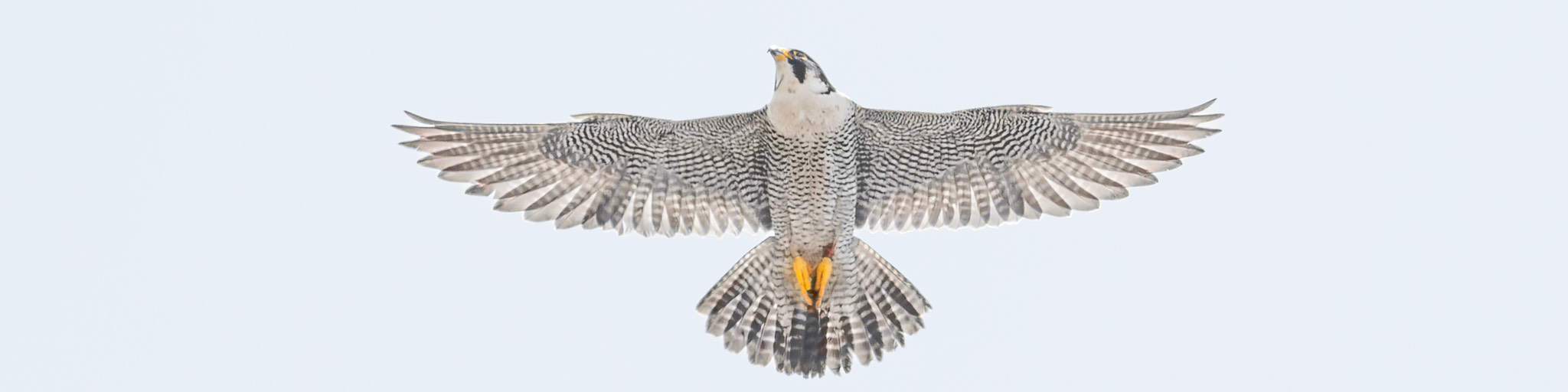 Surrey Bird Club - Surrey Bird Club